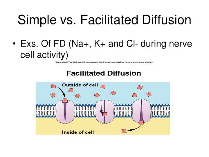 PPT - Cells Unit Cont d PowerPoint Presentation - ID:4088057