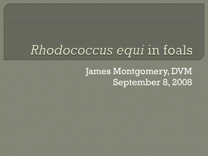 PPT - Rhodococcus equi in foals PowerPoint Presentation, free download ...
