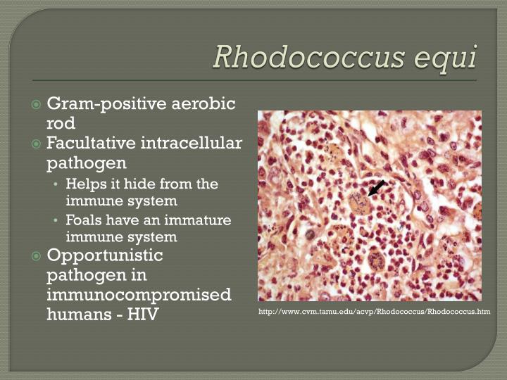 PPT - Rhodococcus equi in foals PowerPoint Presentation - ID:4088757