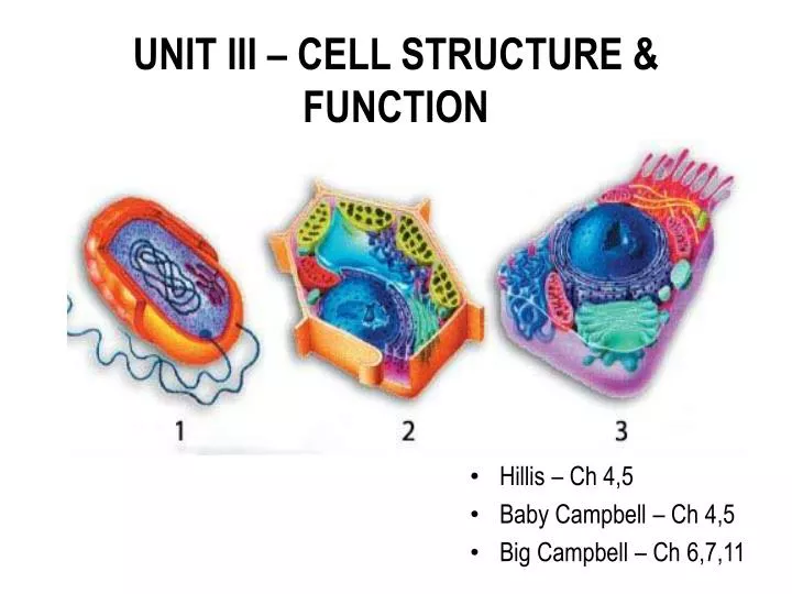 PPT - UNIT III – CELL STRUCTURE & FUNCTION PowerPoint Presentation - ID:4088813