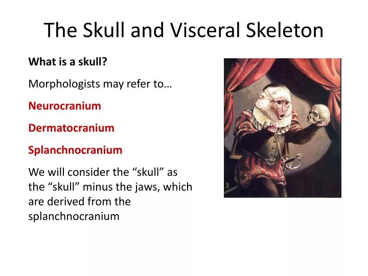 PPT - The Skull and Visceral Skeleton PowerPoint Presentation, free ...