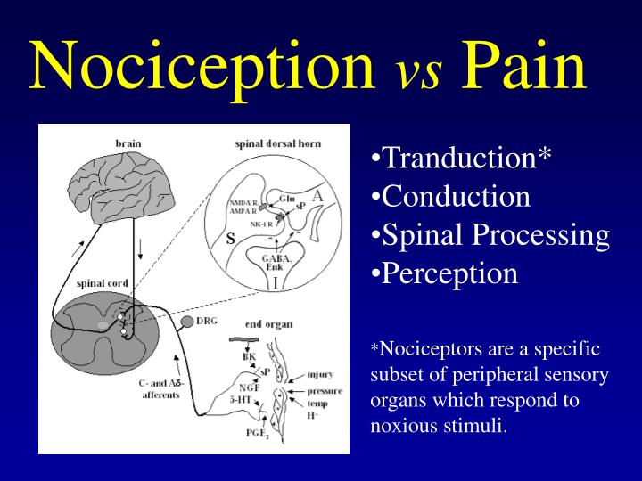 PPT - Definition of Pain (IASP) PowerPoint Presentation - ID:4095750