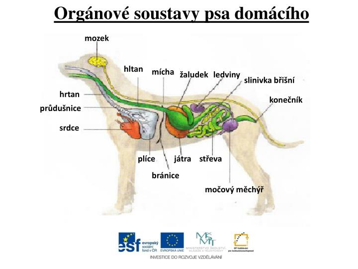 PPT - Vnitřní ústrojí psa domácího PowerPoint Presentation - ID:4096687