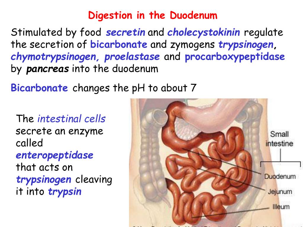 PPT - PROTEIN METABOLISM: NITROGEN CYCLE; DIGESTION OF PROTEINS ...