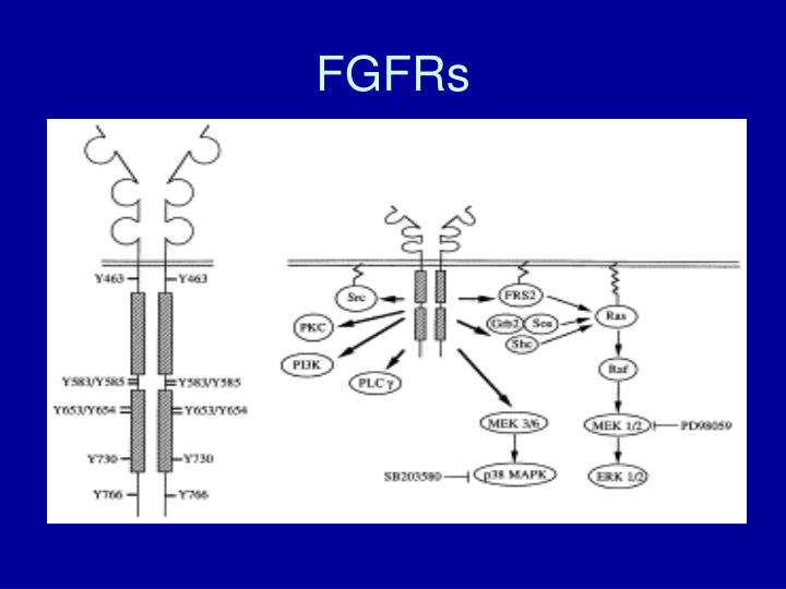 PPT - Fibroblast Growth Factor 3 (FGF3) int-2 PowerPoint Presentation ...