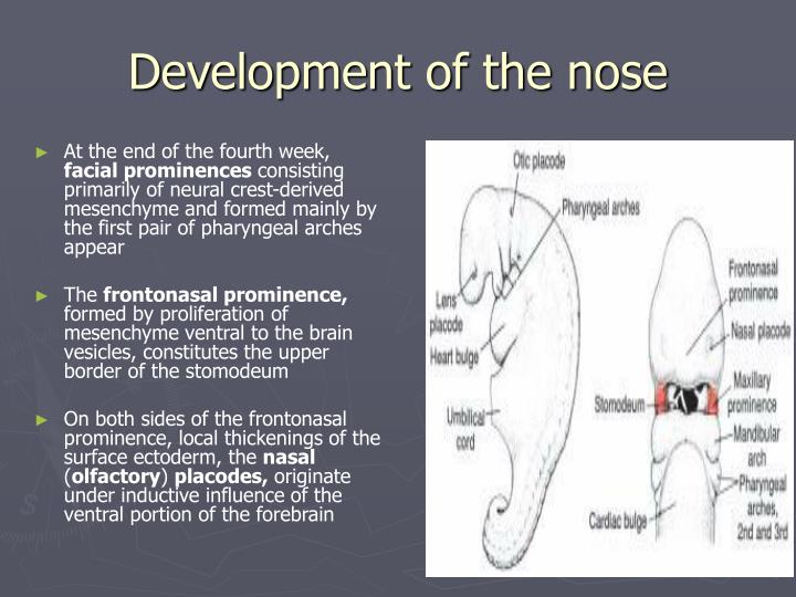 PPT - Respiratory System Embryology PowerPoint Presentation - ID:4097999