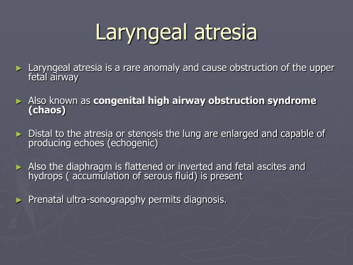 PPT - Respiratory System Embryology PowerPoint Presentation - ID:4097999