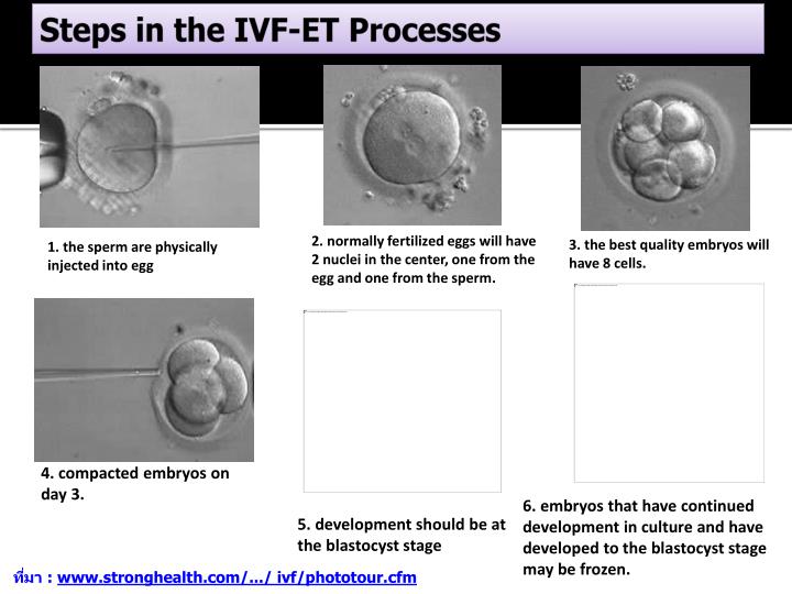 PPT - Biotechnology applied in animal breeding PowerPoint Presentation ...