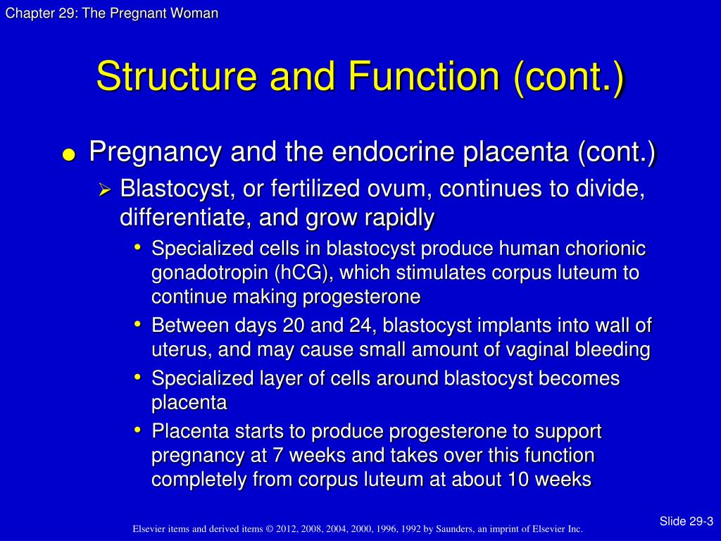 PPT - The Pregnant Woman PowerPoint Presentation, free download - ID ...