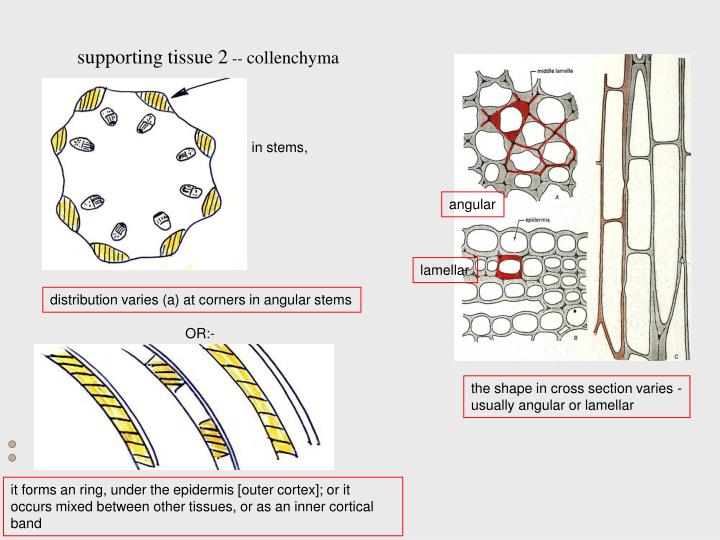 PPT - Applied Plant Anatomy: PowerPoint Presentation - ID:4099918