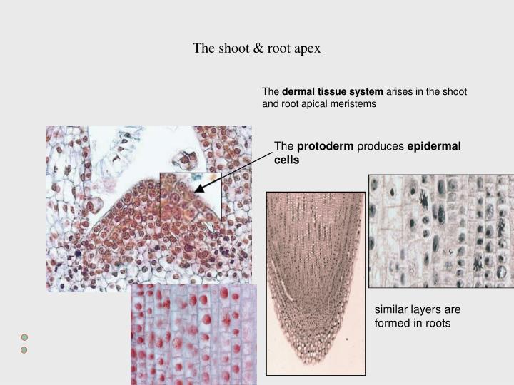 PPT - Applied Plant Anatomy: PowerPoint Presentation - ID:4099918