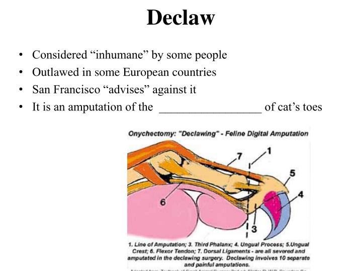 PPT - CRITICISM PowerPoint Presentation - ID:4099996