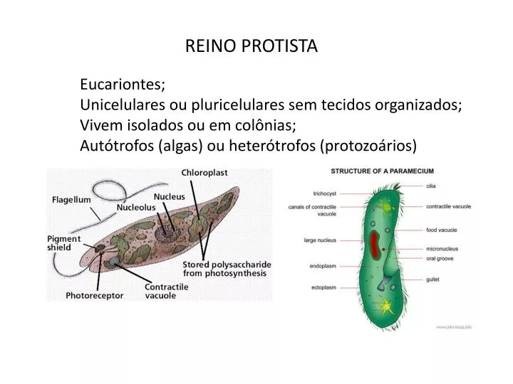 PPT - REINO PROTISTA PowerPoint Presentation, free download - ID:4100400