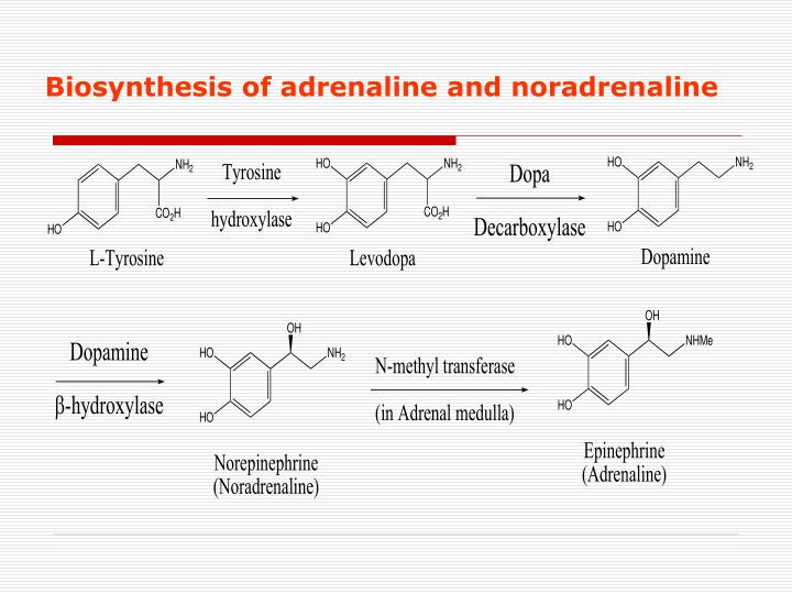 PPT - PHARMACOLOGY OF SYMPATHETIC NERVOUS SYSTEM PowerPoint ...