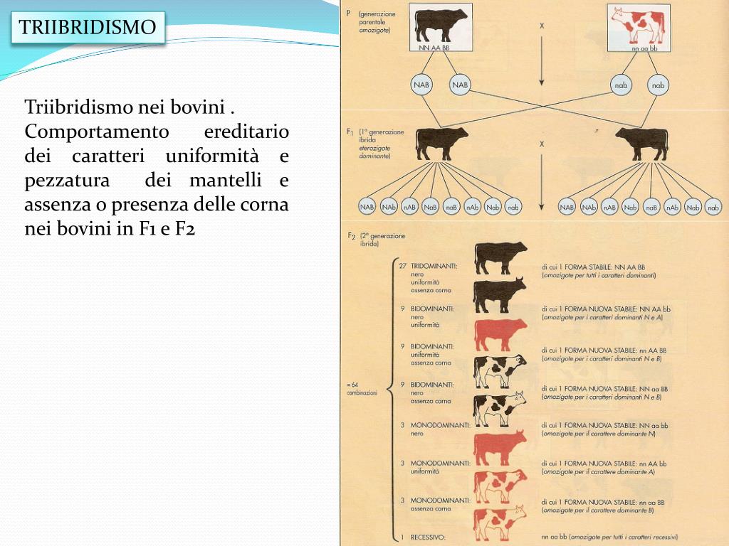 PPT - LA GENETICA ELEMENTARE O MENDELIANA PowerPoint Presentation, free ...