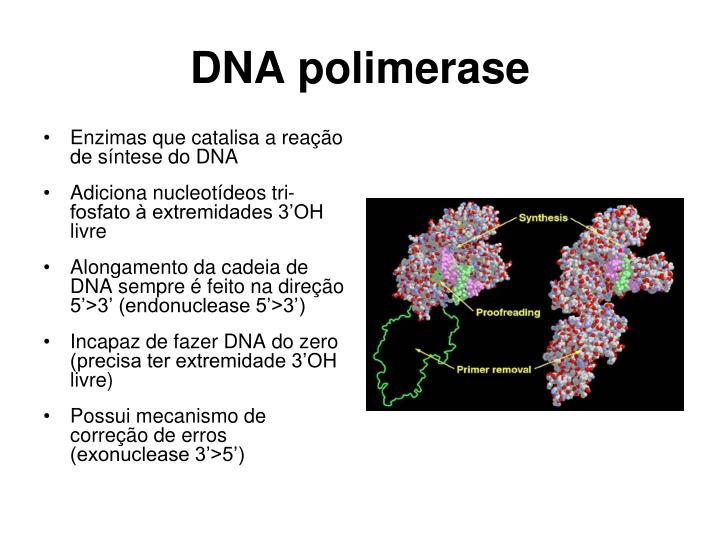 PPT - Replicação do DNA PowerPoint Presentation - ID:4104324