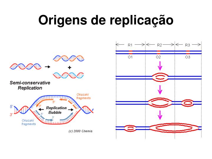 Replicação Do Dna: O Que É, Importância, Processo – VSZPG
