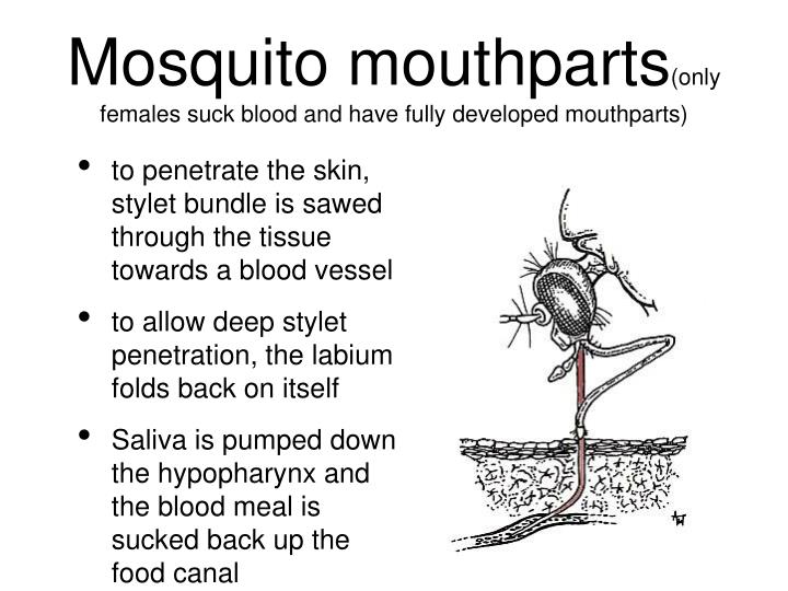 PPT - Flies PowerPoint Presentation - ID:4105754