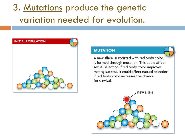 PPT - The Five Factors of Evolution PowerPoint Presentation - ID:4105939