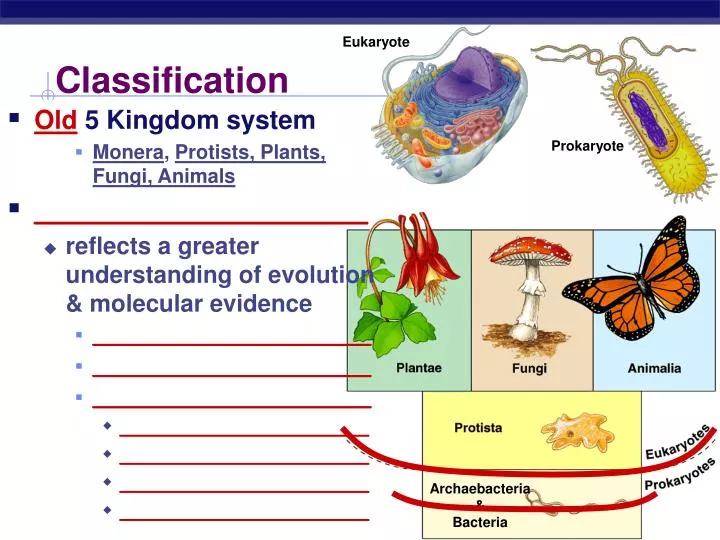 PPT - Classification PowerPoint Presentation, free download - ID:4106274