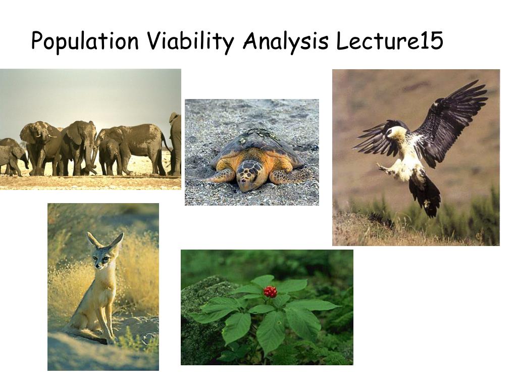 Ppt Population Viability Analysis Lecture15 Powerpoint Presentation