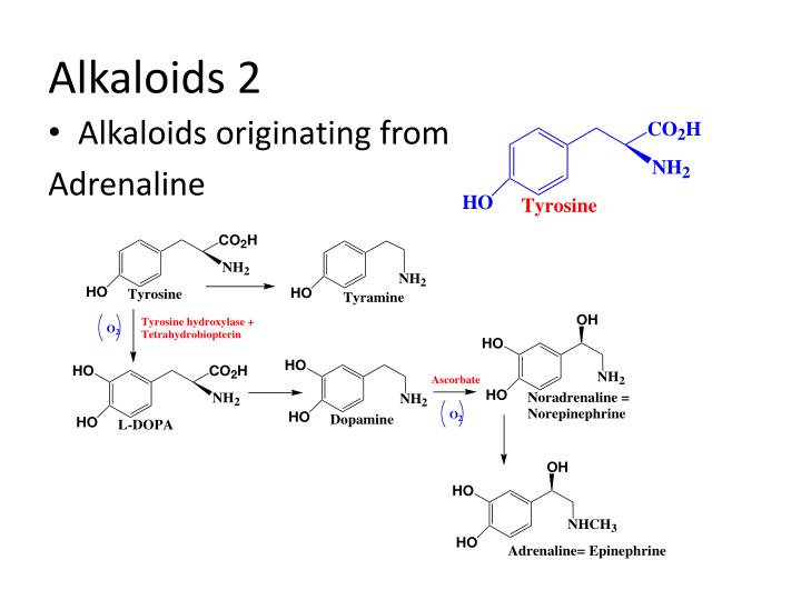 PPT - Alkaloids 1 PowerPoint Presentation - ID:4106586