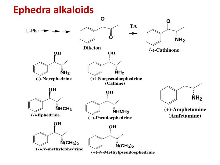 PPT - Alkaloids 1 PowerPoint Presentation - ID:4106586