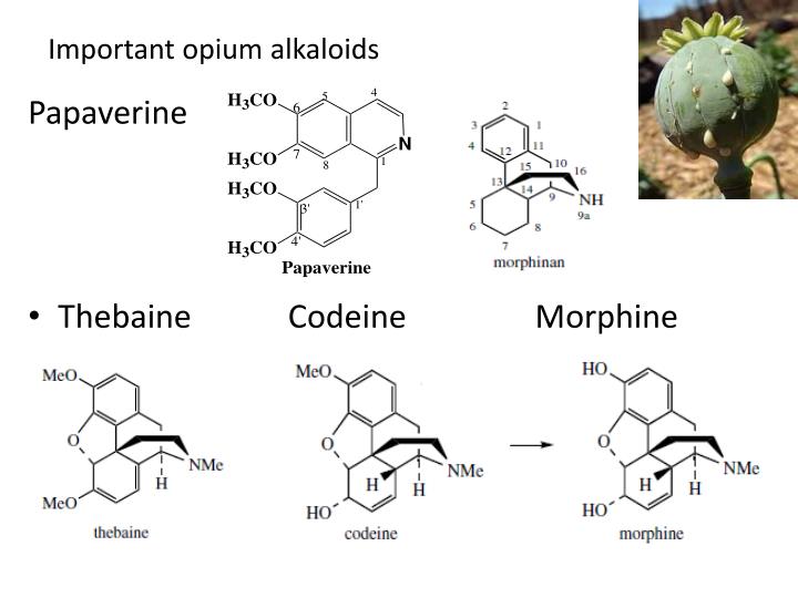 PPT - Alkaloids 1 PowerPoint Presentation - ID:4106586