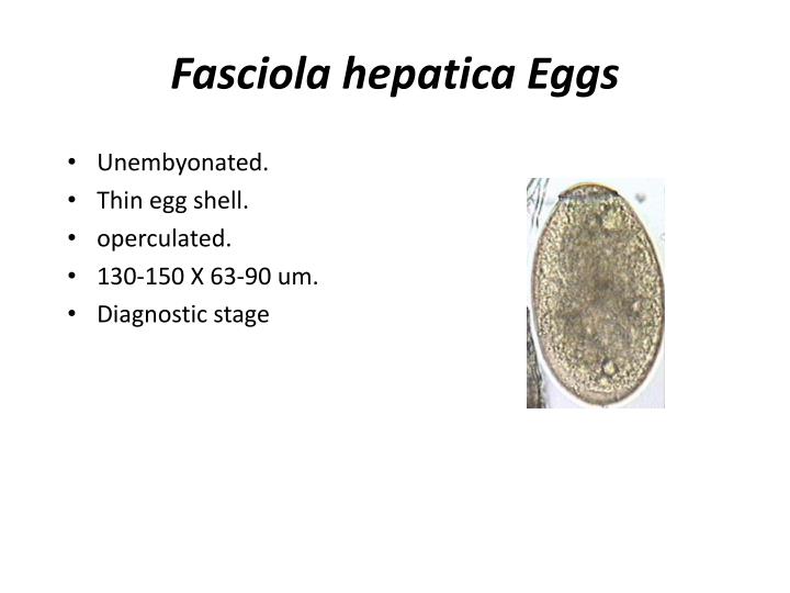 PPT - Fasciola hepatica sheep liver fluke PowerPoint Presentation - ID ...