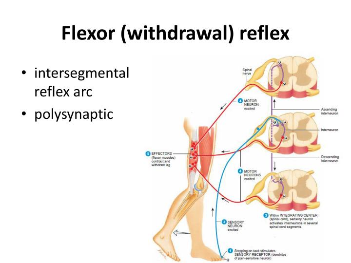 Flexor Withdrawal Reflex
