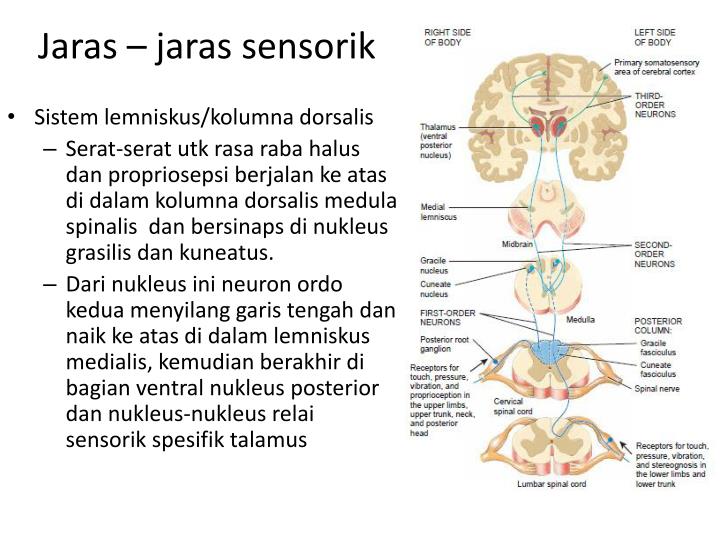 PPT - FISIOLOGI SISTEM SARAF TEPI PowerPoint Presentation - ID:4107900