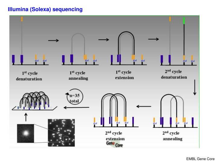 PPT - Sequencing tutorial PowerPoint Presentation - ID:4108209