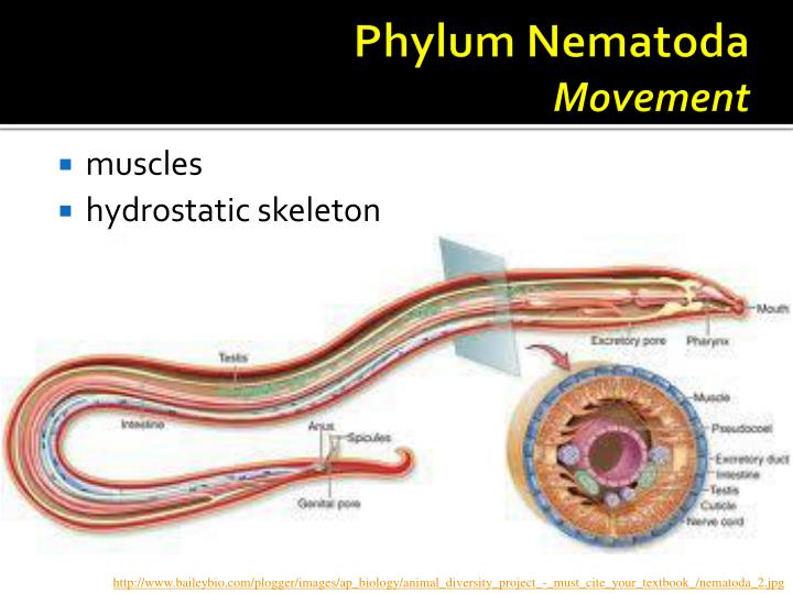 PPT - Parazoa no true tissues PowerPoint Presentation - ID:4108764