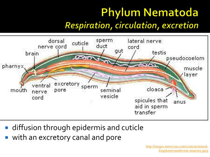 PPT - Parazoa no true tissues PowerPoint Presentation - ID:4108764