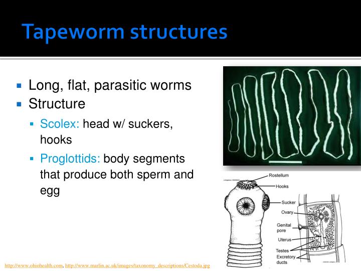 PPT - Parazoa no true tissues PowerPoint Presentation - ID:4108764