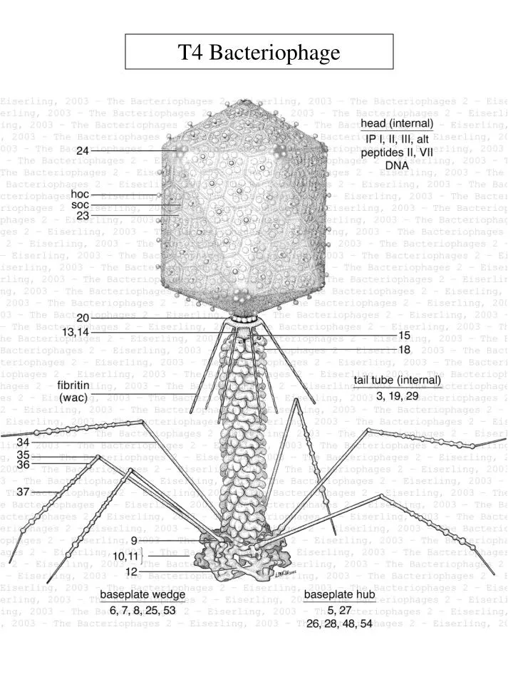 PPT - T4 Bacteriophage PowerPoint Presentation, free download - ID:4109088