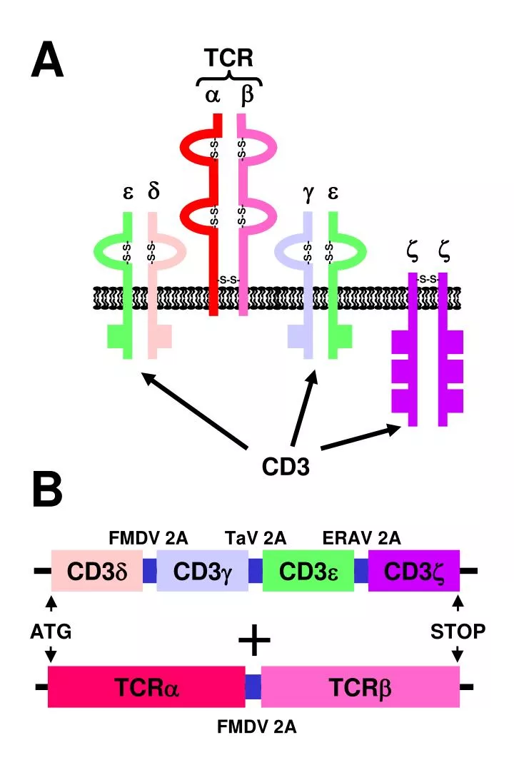 PPT - TCR PowerPoint Presentation, free download - ID:4109148