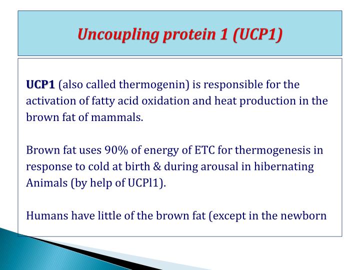 PPT - The Oxidative Phosphorylation PowerPoint Presentation - ID:4109552