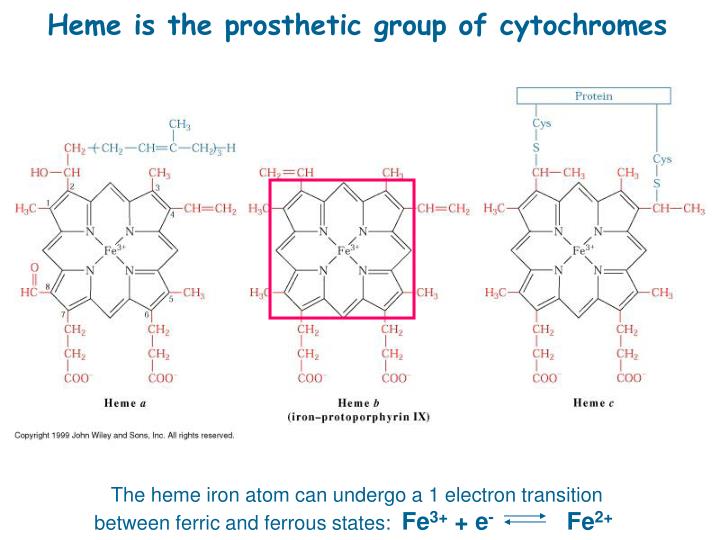 PPT - Chapter 19 Electron Transport & Oxidative Phosphorylation ...
