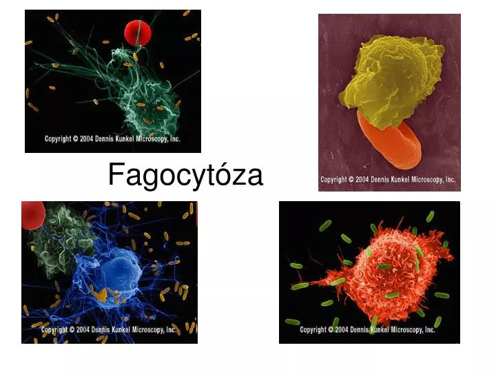 PPT - Fagocytóza PowerPoint Presentation, free download - ID:4110273