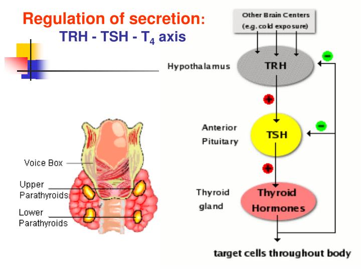 PPT - Prof. H.A. Pavlyshyn PowerPoint Presentation - ID:4110988