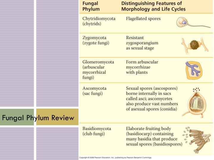 PPT - Fungi PowerPoint Presentation - ID:4111737