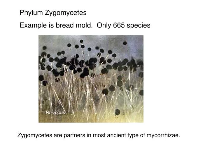 PPT - Phylum Zygomycetes Example is bread mold. Only 665 species ...