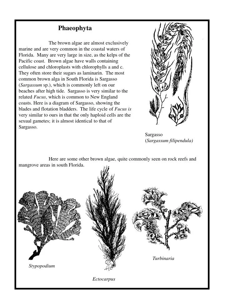 PPT - Phaeophyta PowerPoint Presentation, free download - ID:4111873