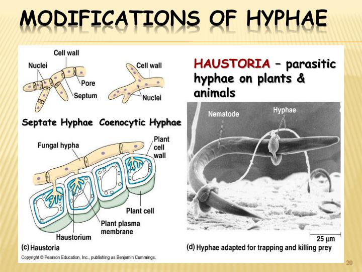 PPT - Kingdom Fungi PowerPoint Presentation - ID:4112238