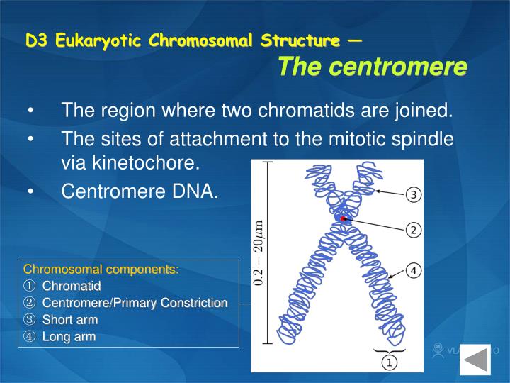 PPT - Section D - Prokaryotic and Eukaryotic Chromosome Structure ...