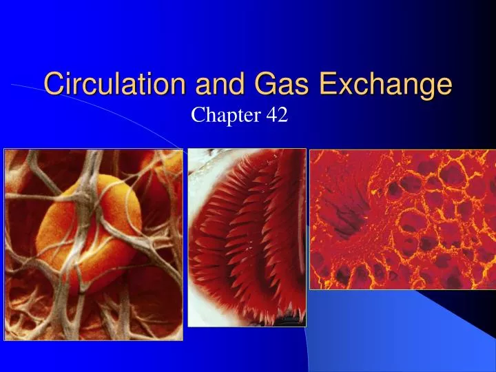 PPT - Circulation and Gas Exchange PowerPoint Presentation, free ...