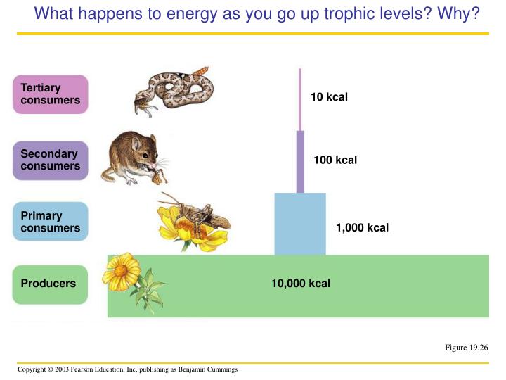 PPT - Trophic Levels and Food Chains PowerPoint Presentation - ID:4115201