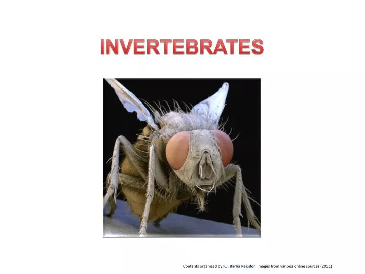 PPT - INVERTEBRATES PowerPoint Presentation, free download - ID:4115394