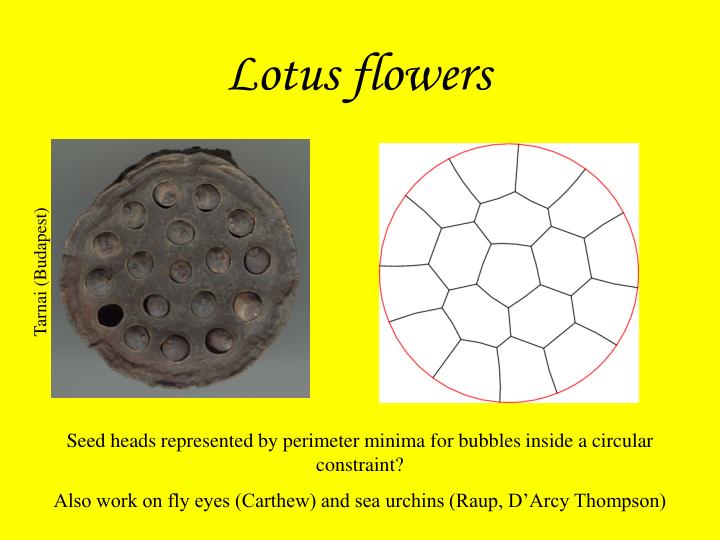PPT - The Physics of Foams PowerPoint Presentation - ID:4115748